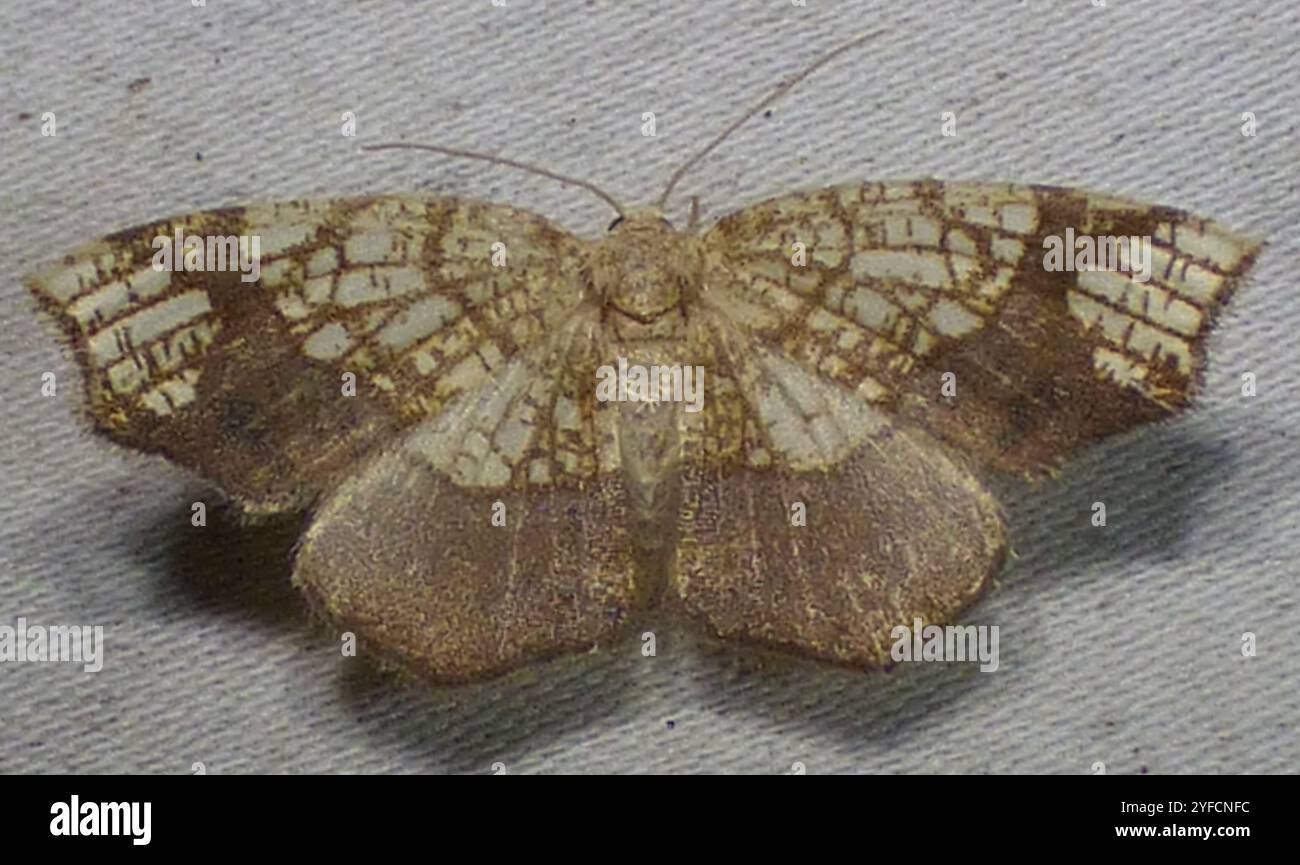 Horned Spanworm Moth (Nematocampa resistaria Stock Photo - Alamy