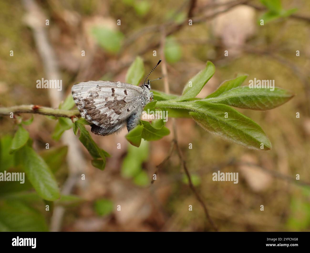 Northern Azure (Celastrina lucia Stock Photo - Alamy