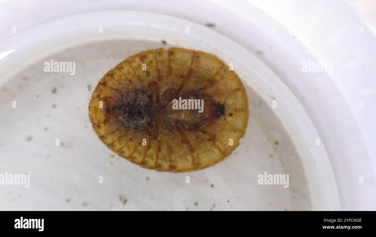 Herrick's Water Penny Beetle (Psephenus herricki Stock Photo - Alamy