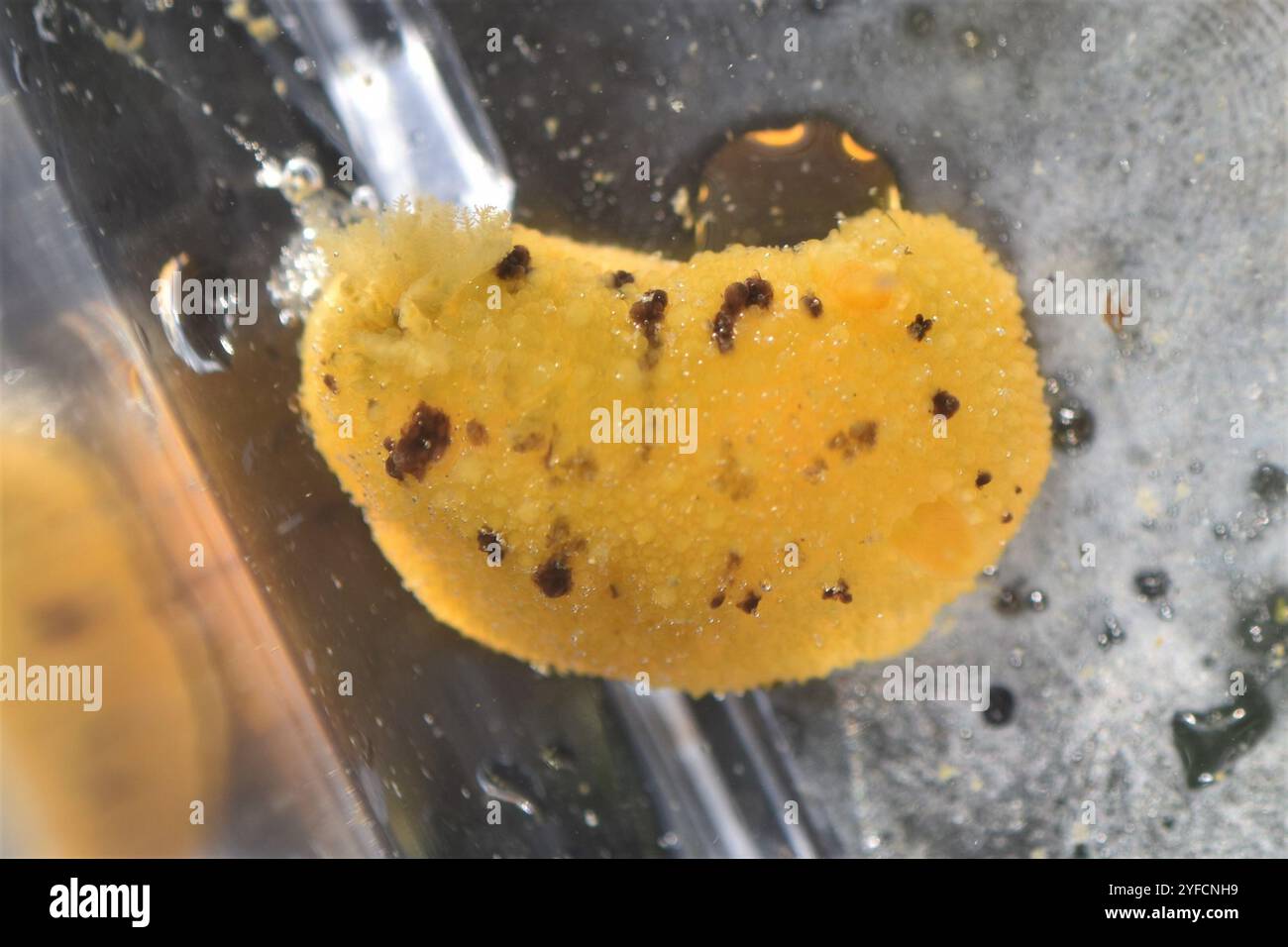Montereyensis hi-res stock photography and images - Alamy