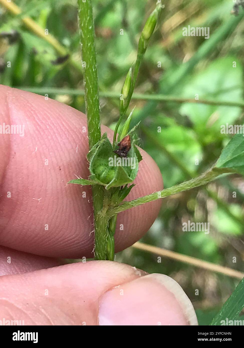 three-lobe false mallow (Malvastrum coromandelianum Stock Photo - Alamy