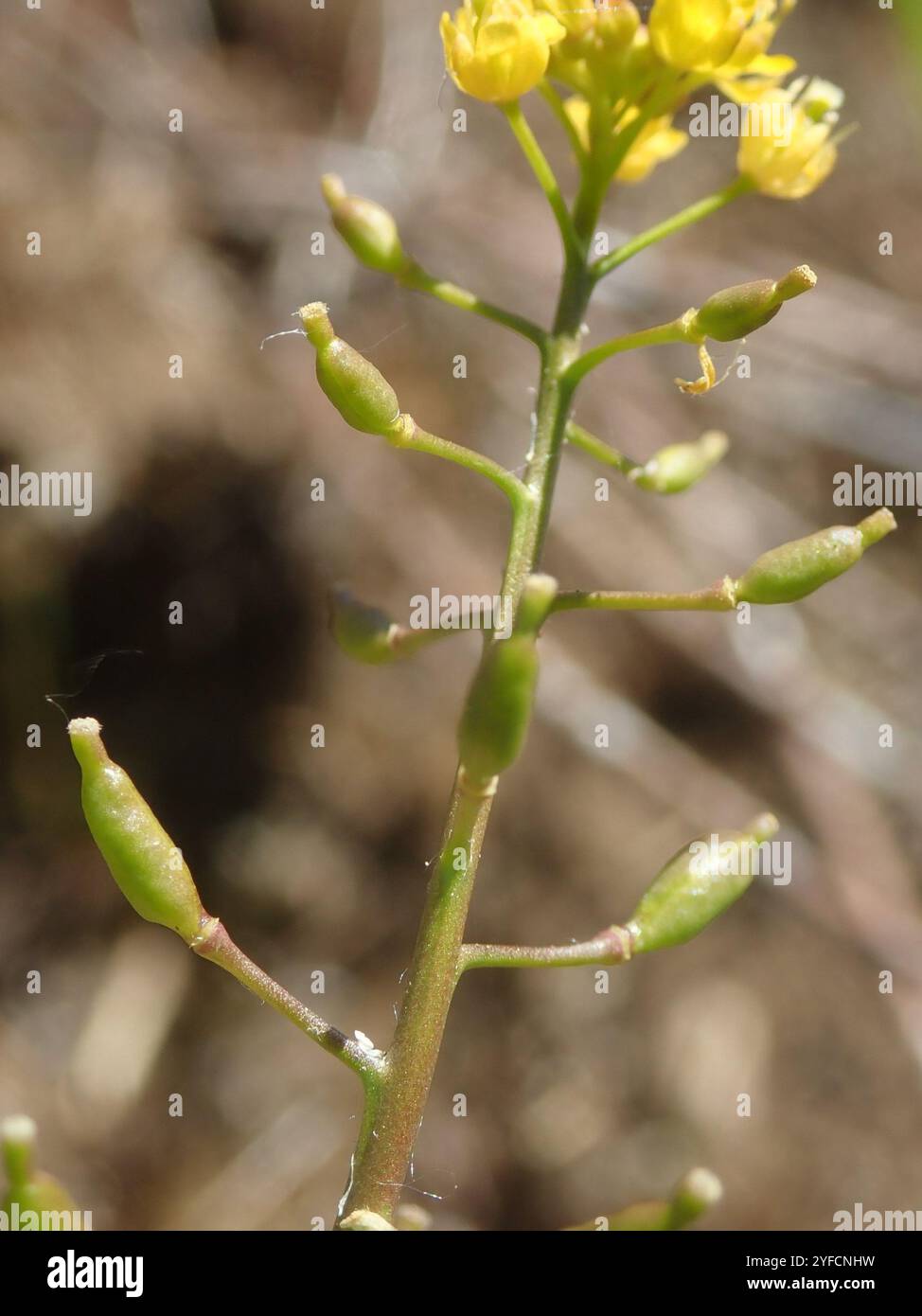 Bog Yellowcress (Rorippa palustris Stock Photo - Alamy
