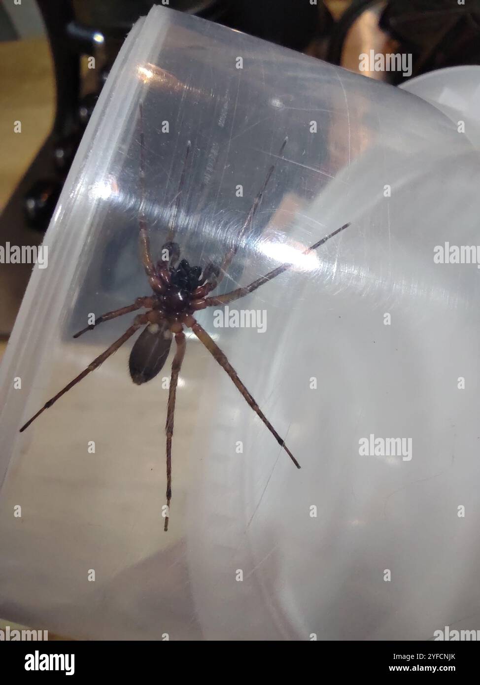 Corinnidae hi-res stock photography and images - Alamy