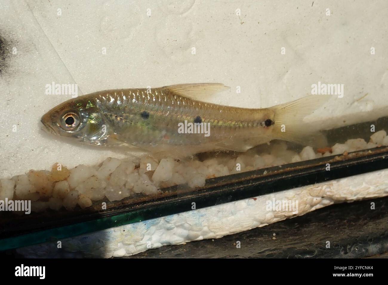 Threespot Barb (Enteromius trimaculatus Stock Photo - Alamy
