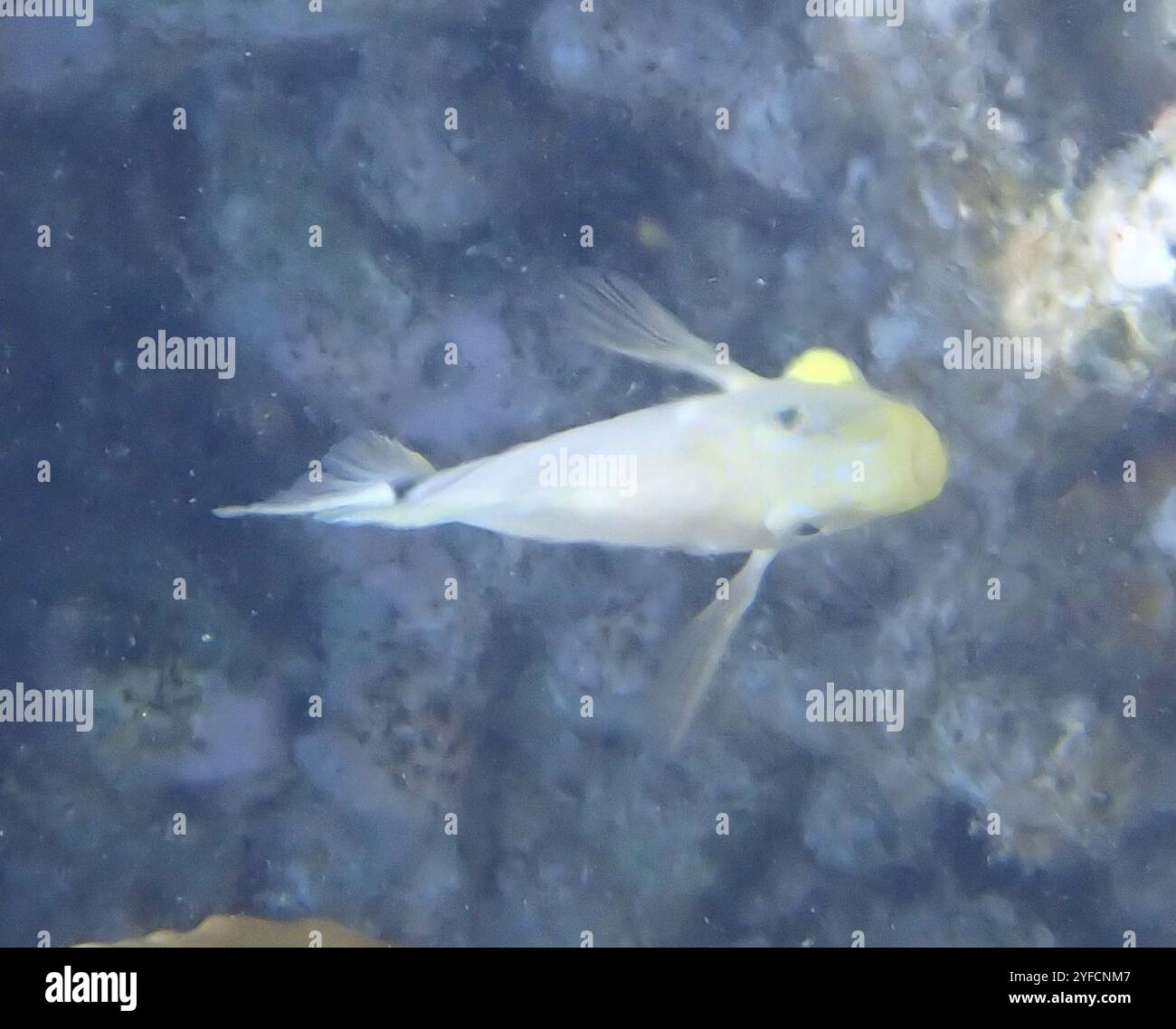 Butter Hamlet (Hypoplectrus unicolor Stock Photo - Alamy