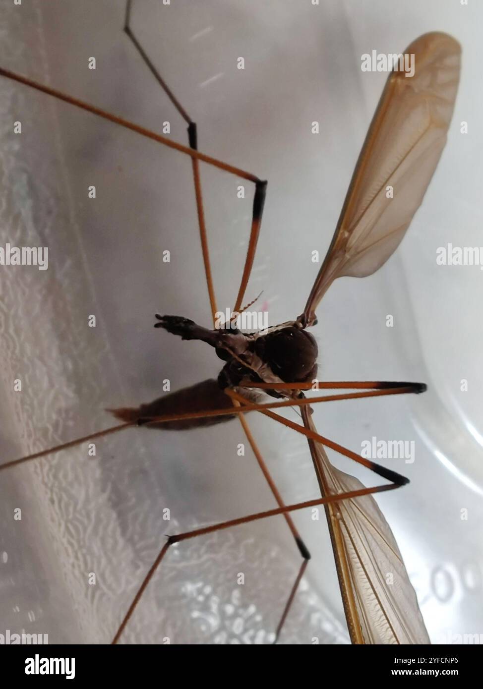 Giant Western Crane Fly (Holorusia hespera Stock Photo - Alamy