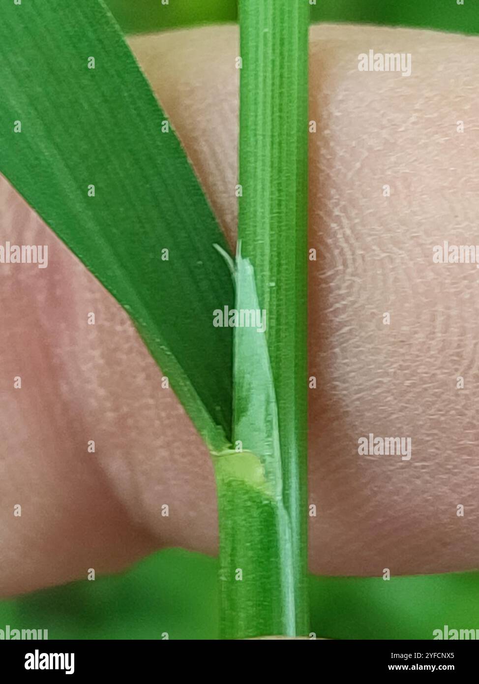 Wood Millet (Milium effusum Stock Photo - Alamy