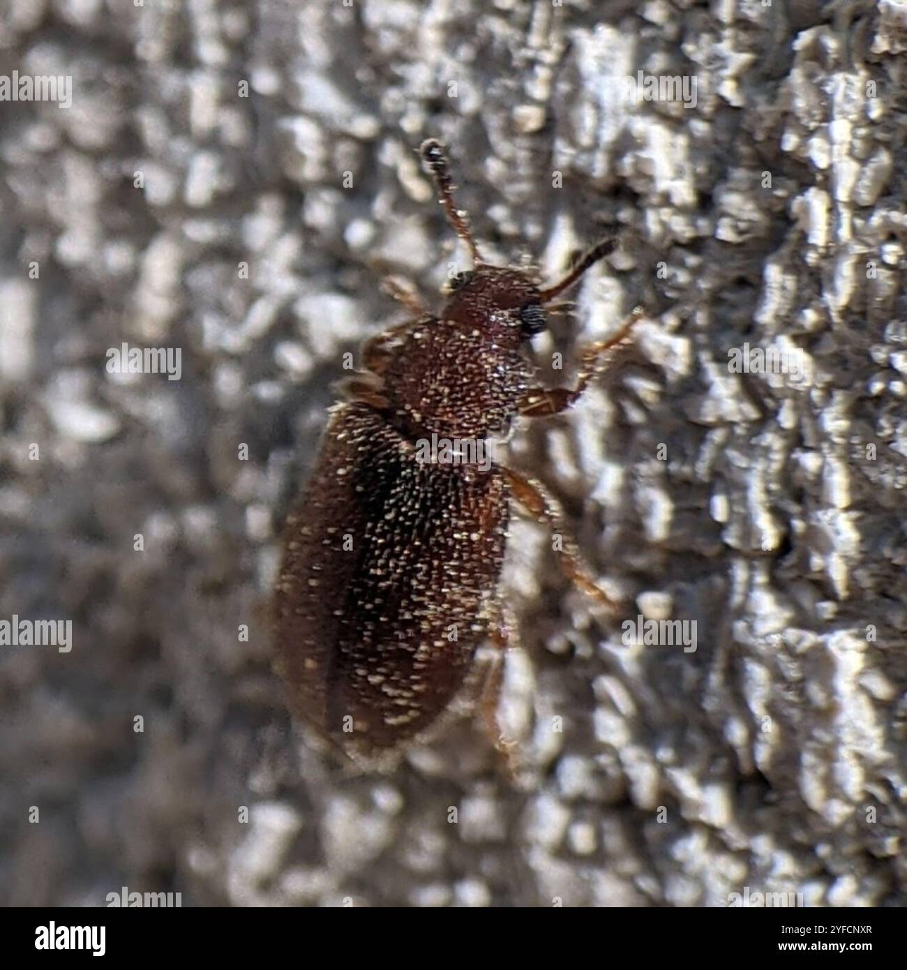 Minute Brown Scavenger Beetles (Latridiidae Stock Photo - Alamy