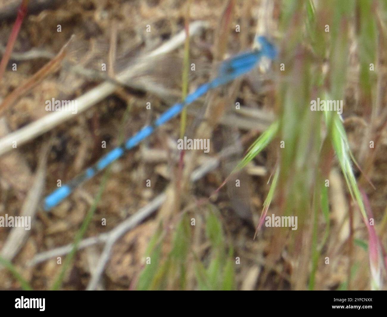 Narrow-winged Damselflies (Coenagrionidae Stock Photo - Alamy