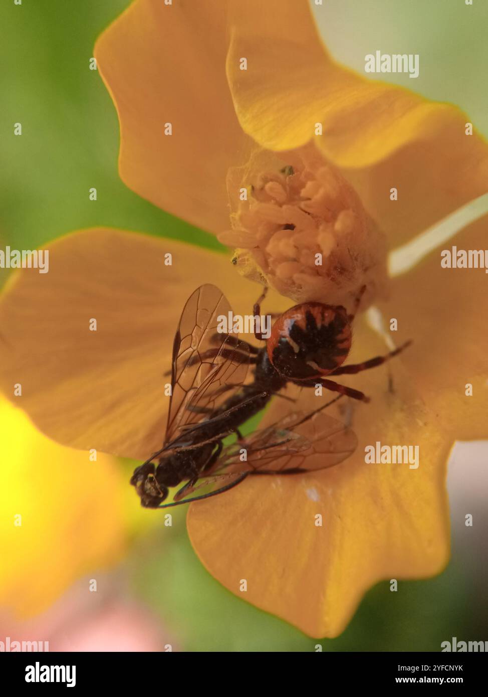 Napoleon Spider (Synema globosum Stock Photo - Alamy