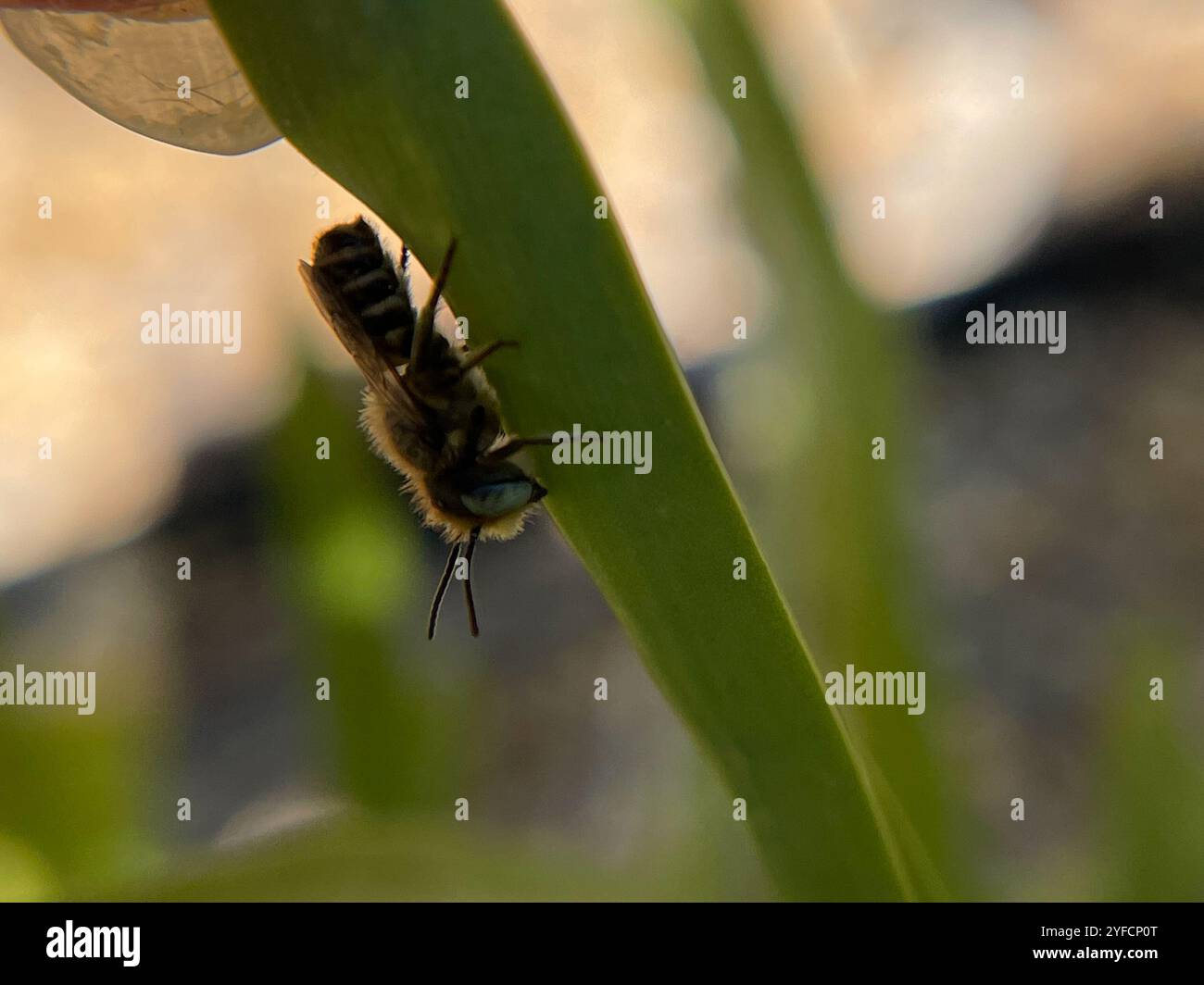 Alfalfa Leafcutter Bee (Megachile rotundata Stock Photo - Alamy