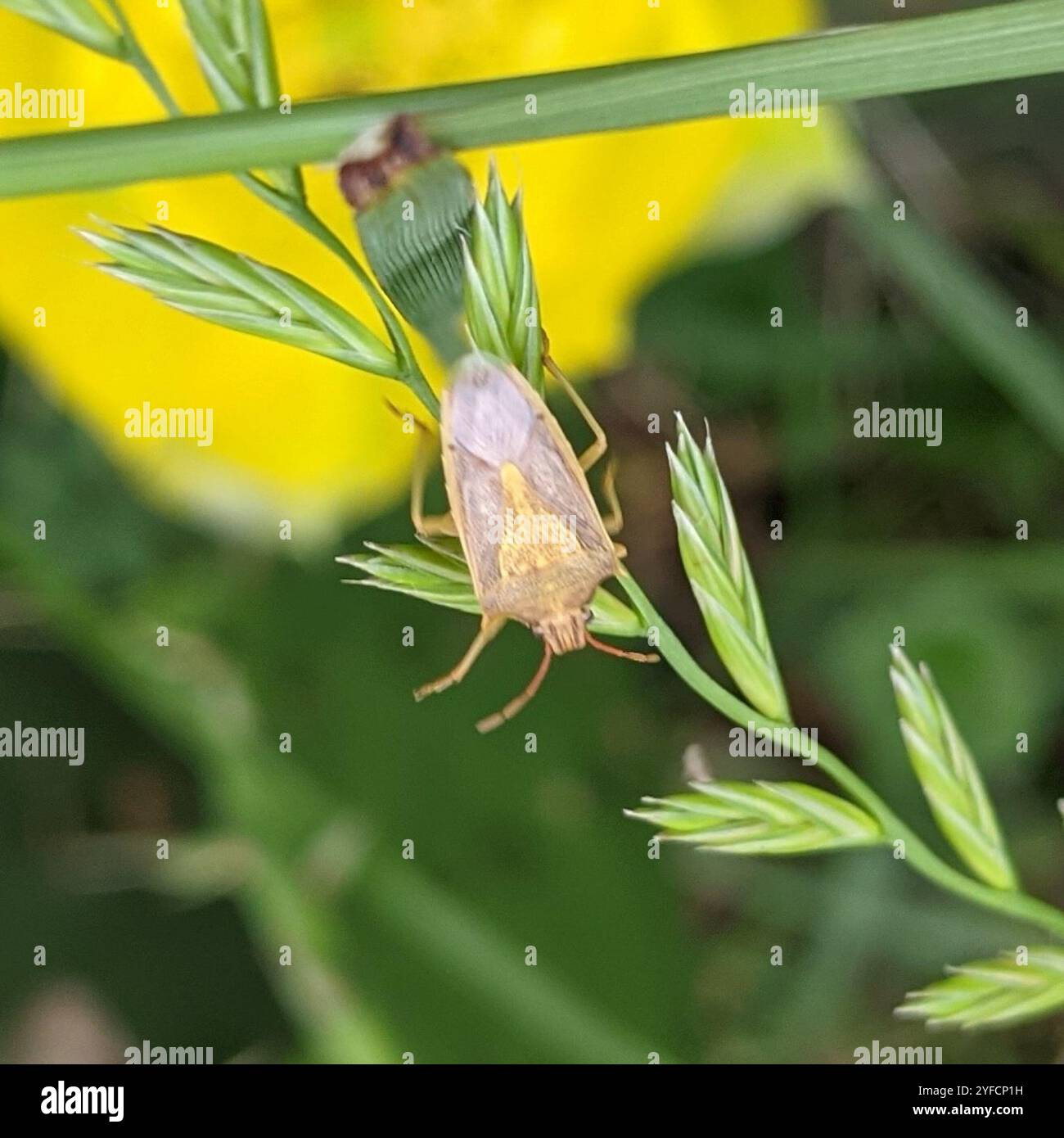 Rice stink bug hi-res stock photography and images - Alamy