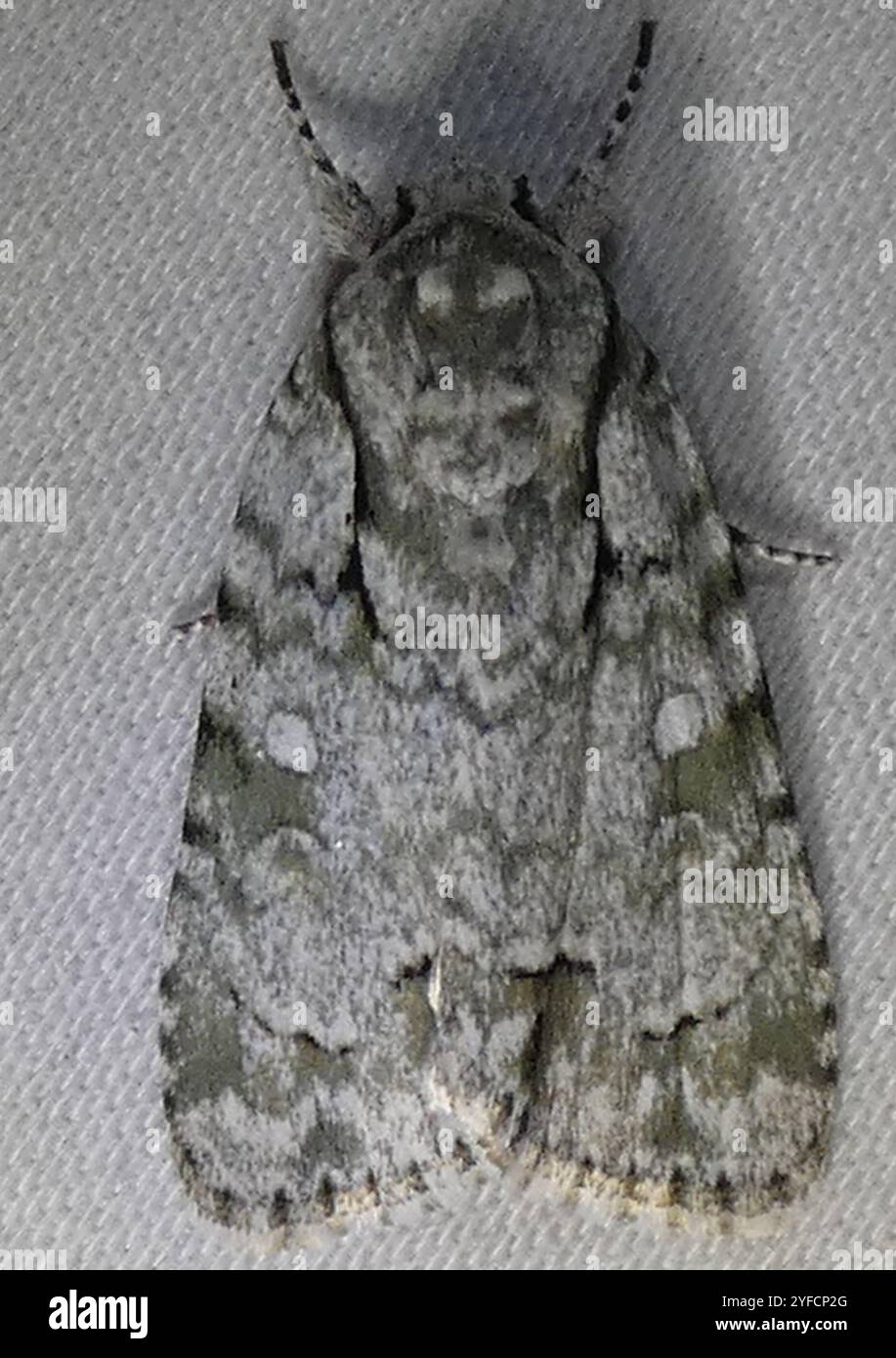 Dagger Moths (Acronicta Stock Photo - Alamy