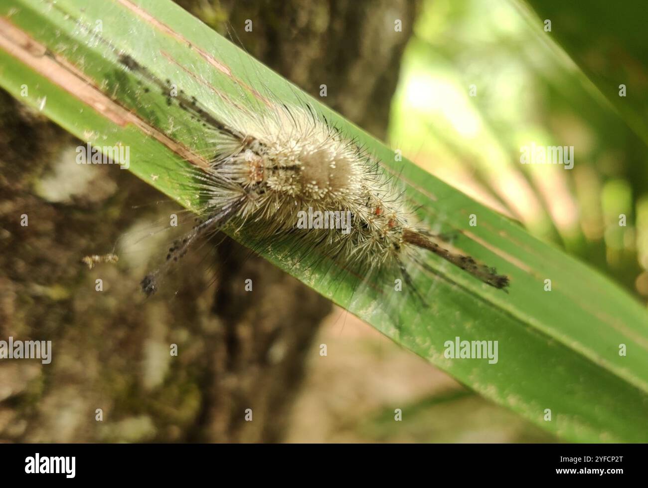 Southern Tussock Moth (Dasychira meridionalis Stock Photo - Alamy