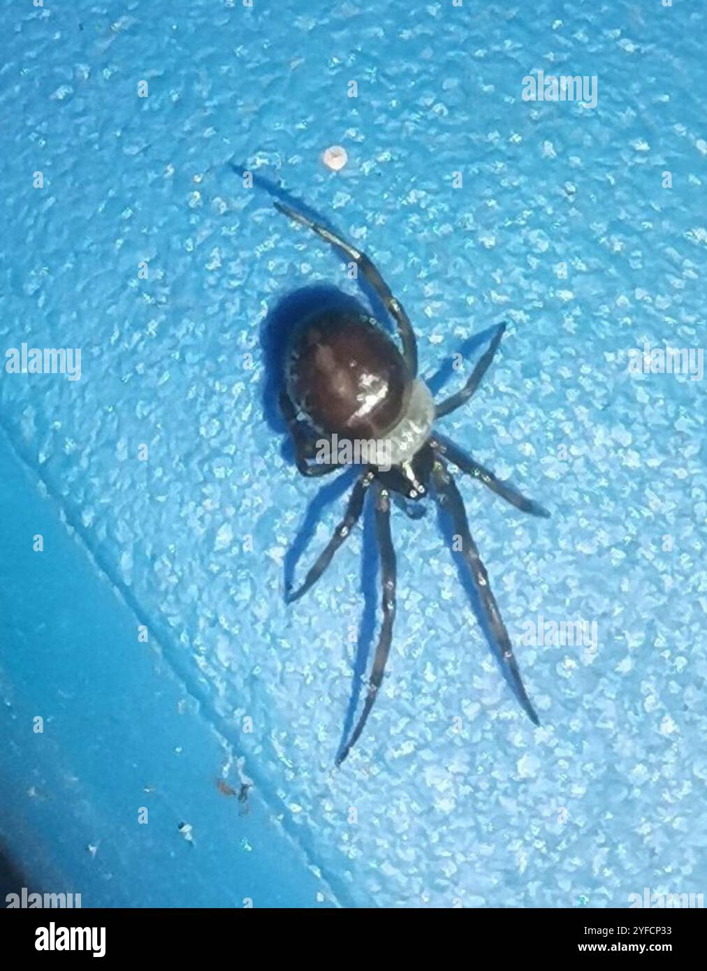 Rabbit Hutch Spider (Steatoda bipunctata Stock Photo - Alamy