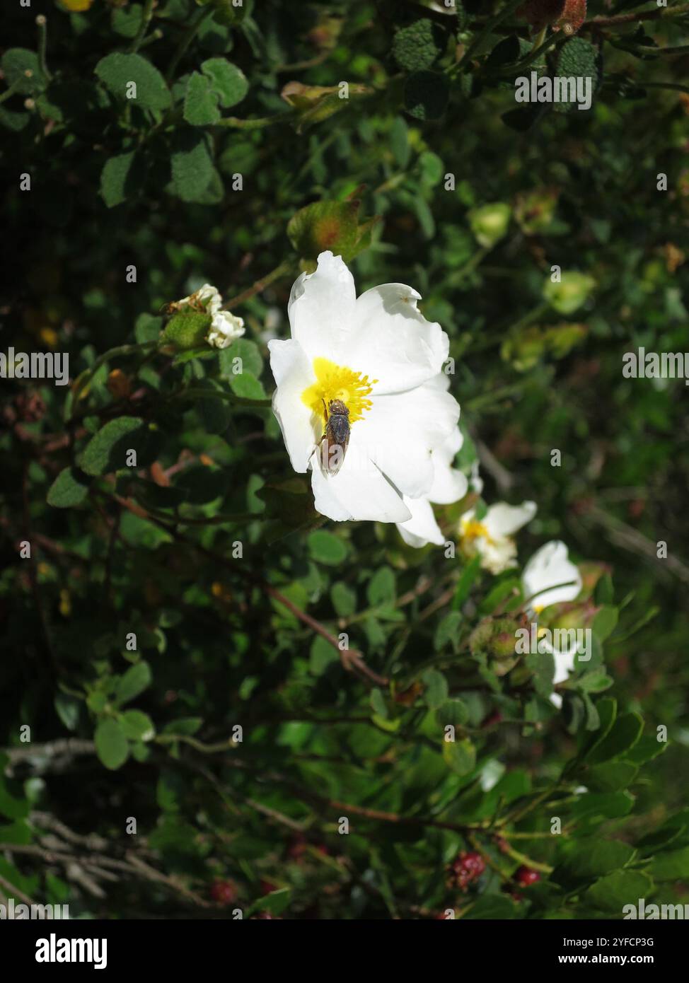 Rhyncomya hi-res stock photography and images - Alamy