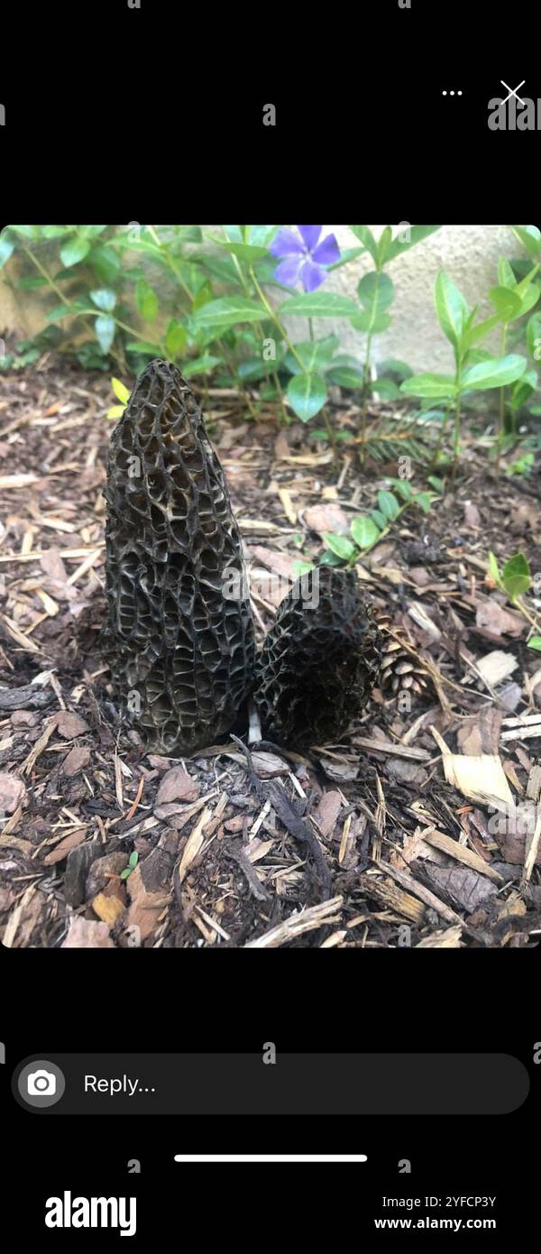 black morel (Morchella angusticeps Stock Photo - Alamy