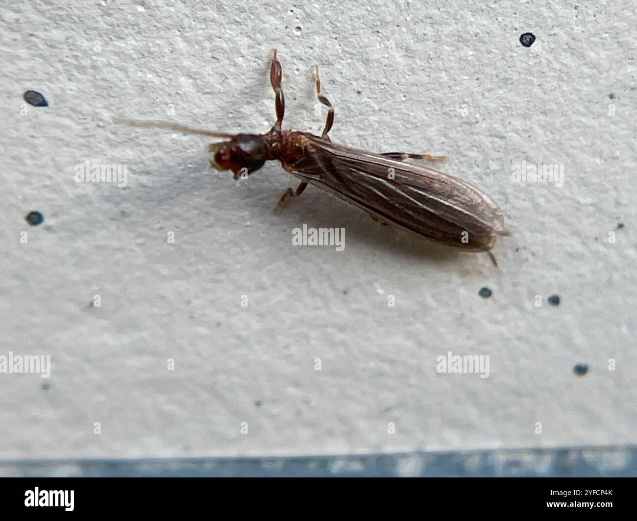 Webspinners hi-res stock photography and images - Alamy