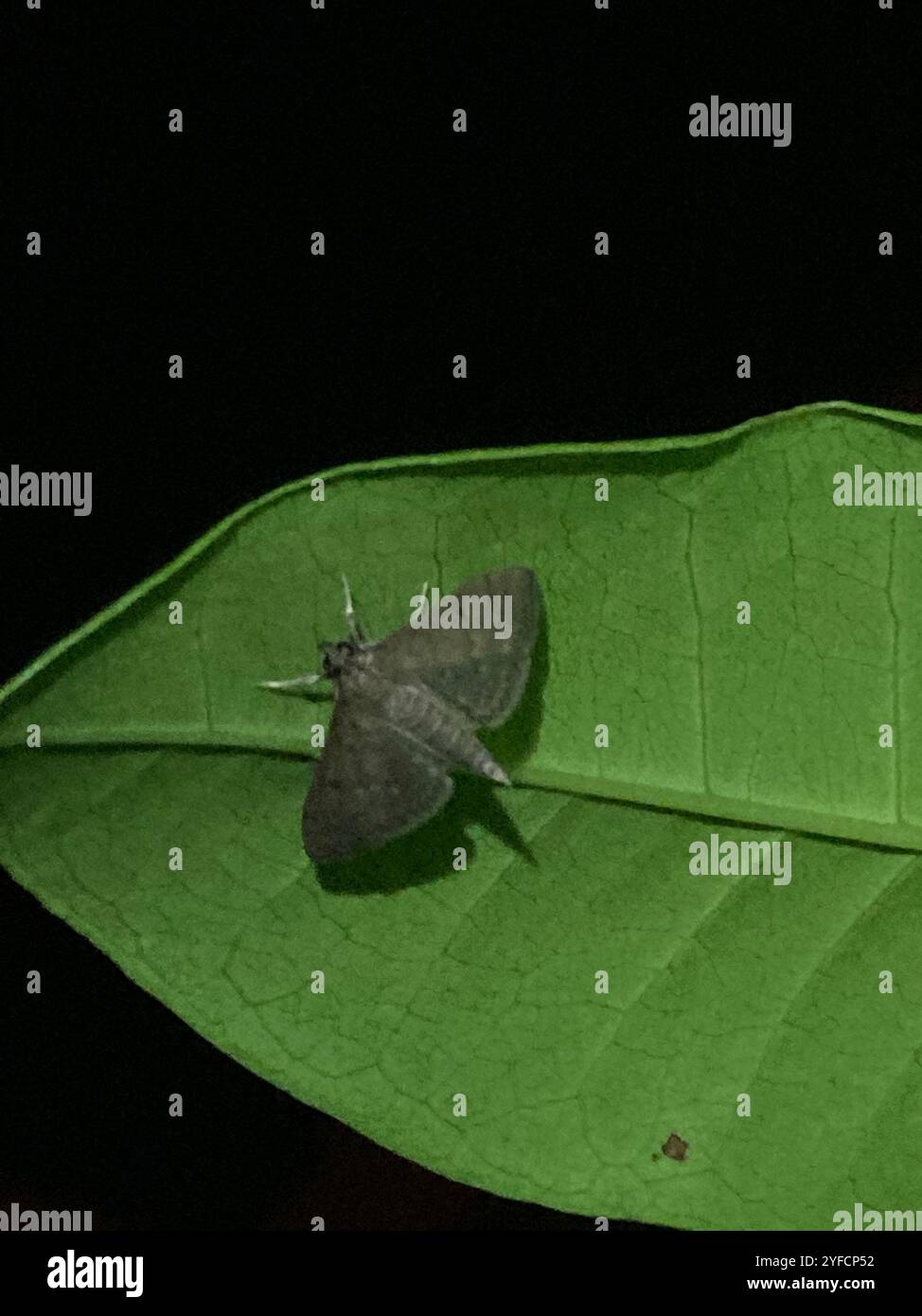 Herpetogramma hi-res stock photography and images - Alamy