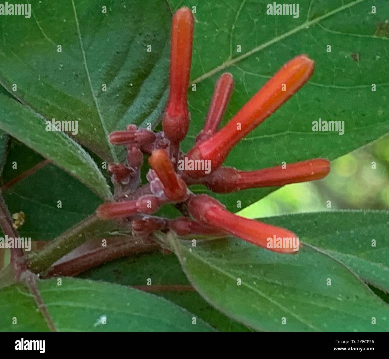 Firebush (Hamelia patens Stock Photo - Alamy