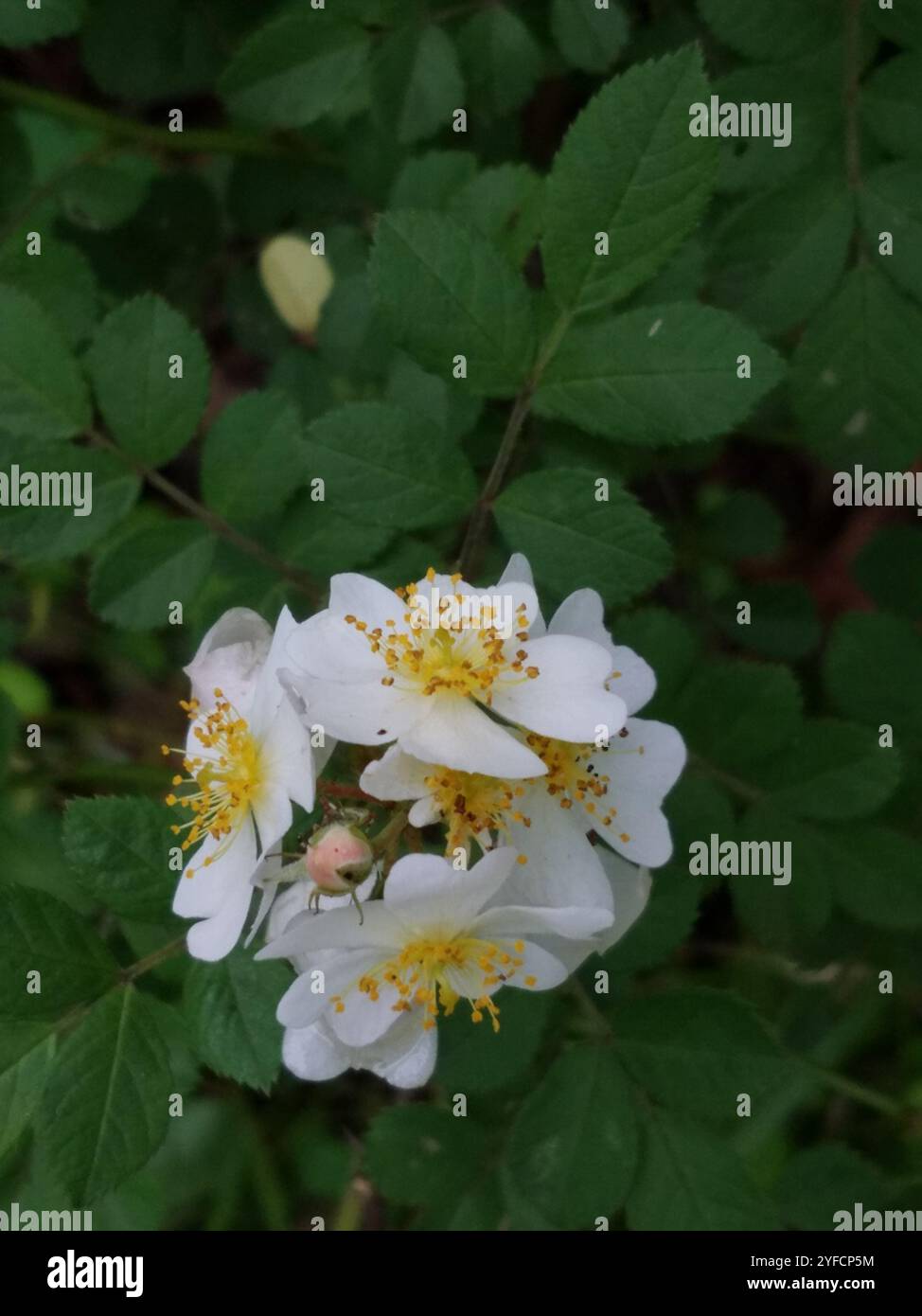 multiflora rose (Rosa multiflora Stock Photo - Alamy