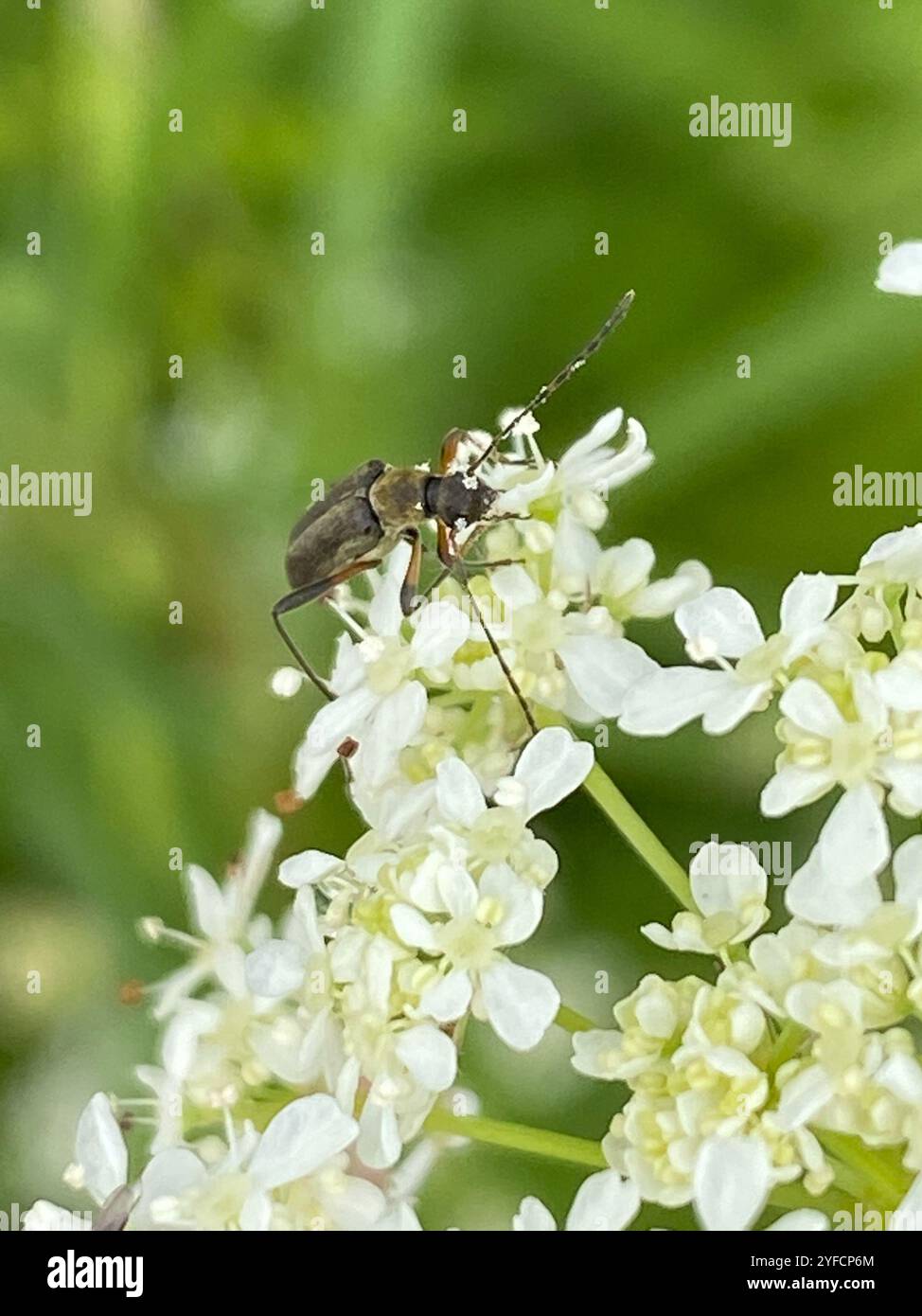 common grammoptera (Grammoptera ruficornis Stock Photo - Alamy