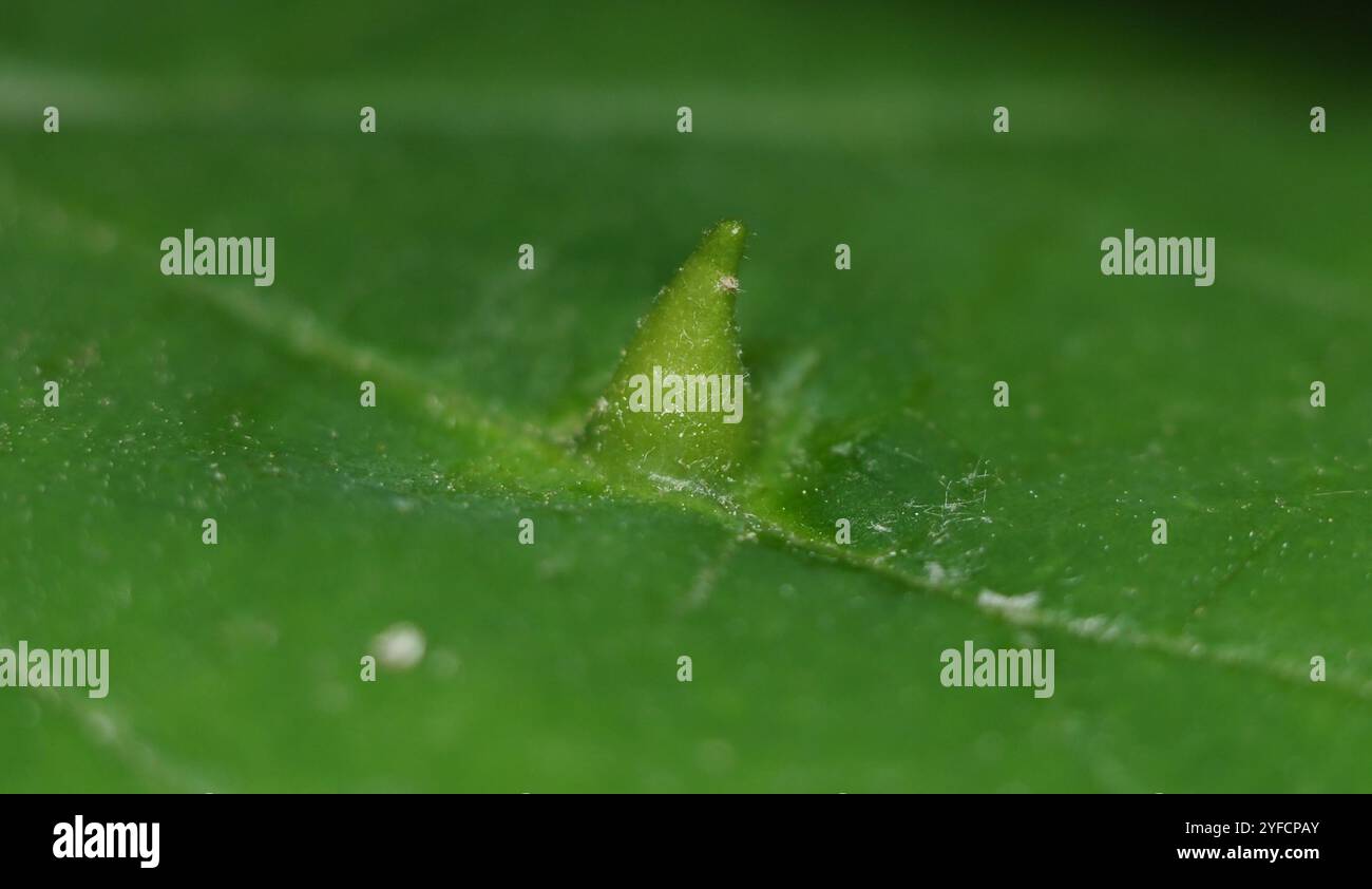 Witch-hazel Cone Gall Aphid (Hormaphis hamamelidis Stock Photo - Alamy