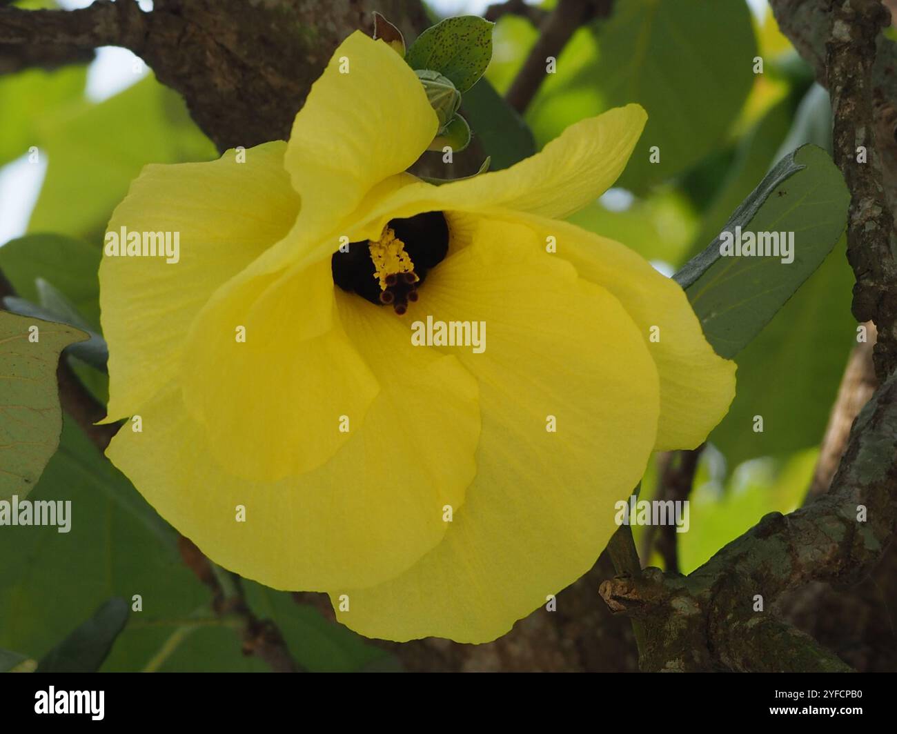 sea hibiscus (Hibiscus tiliaceus Stock Photo - Alamy
