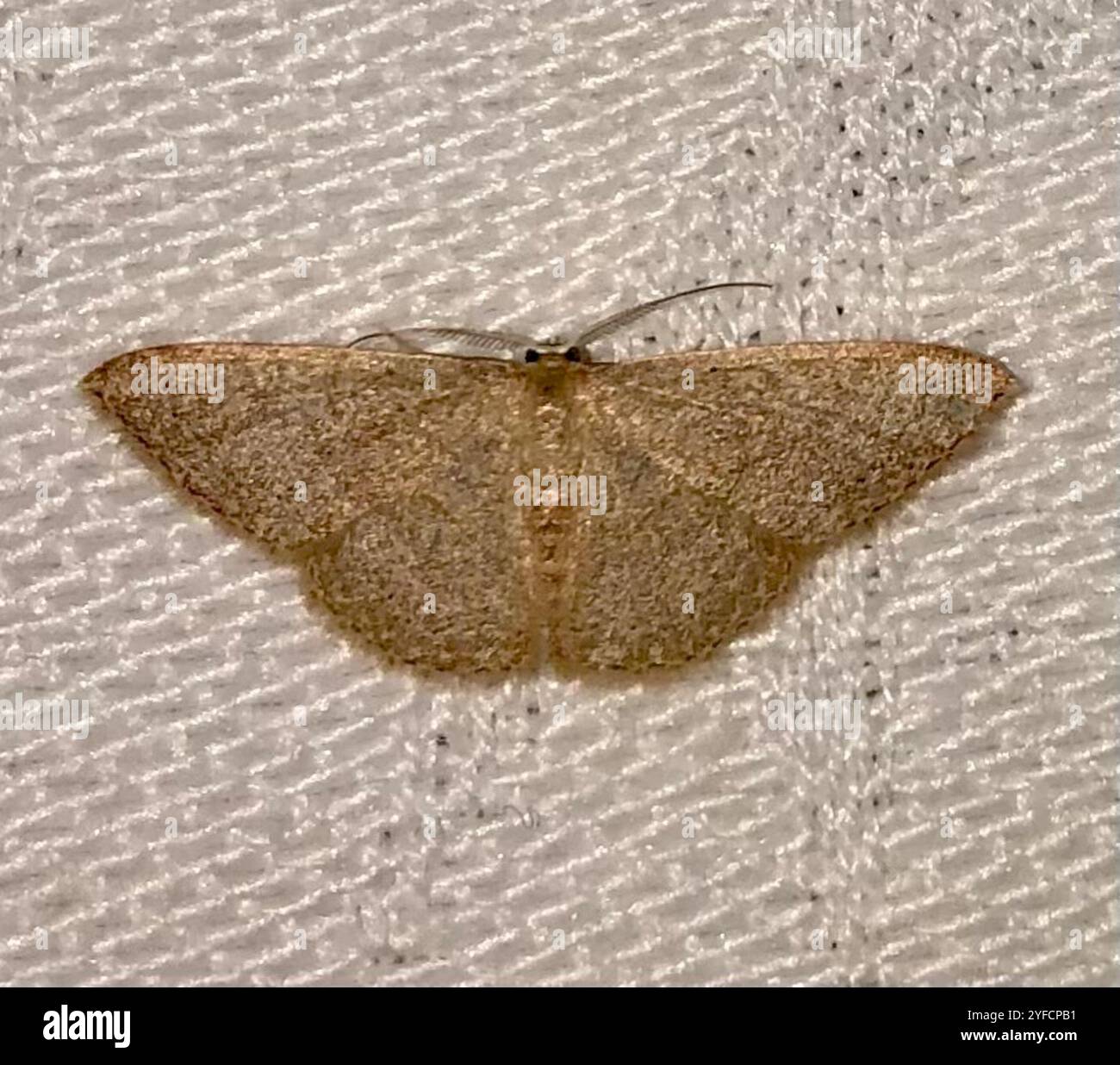 Common Tan Wave (Pleuroprucha insulsaria Stock Photo - Alamy