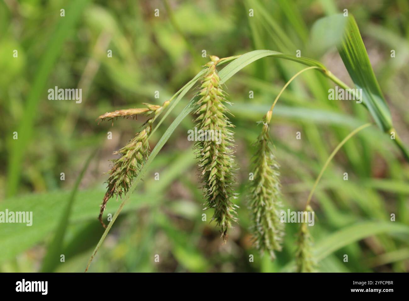 Nodding sedge hi-res stock photography and images - Alamy