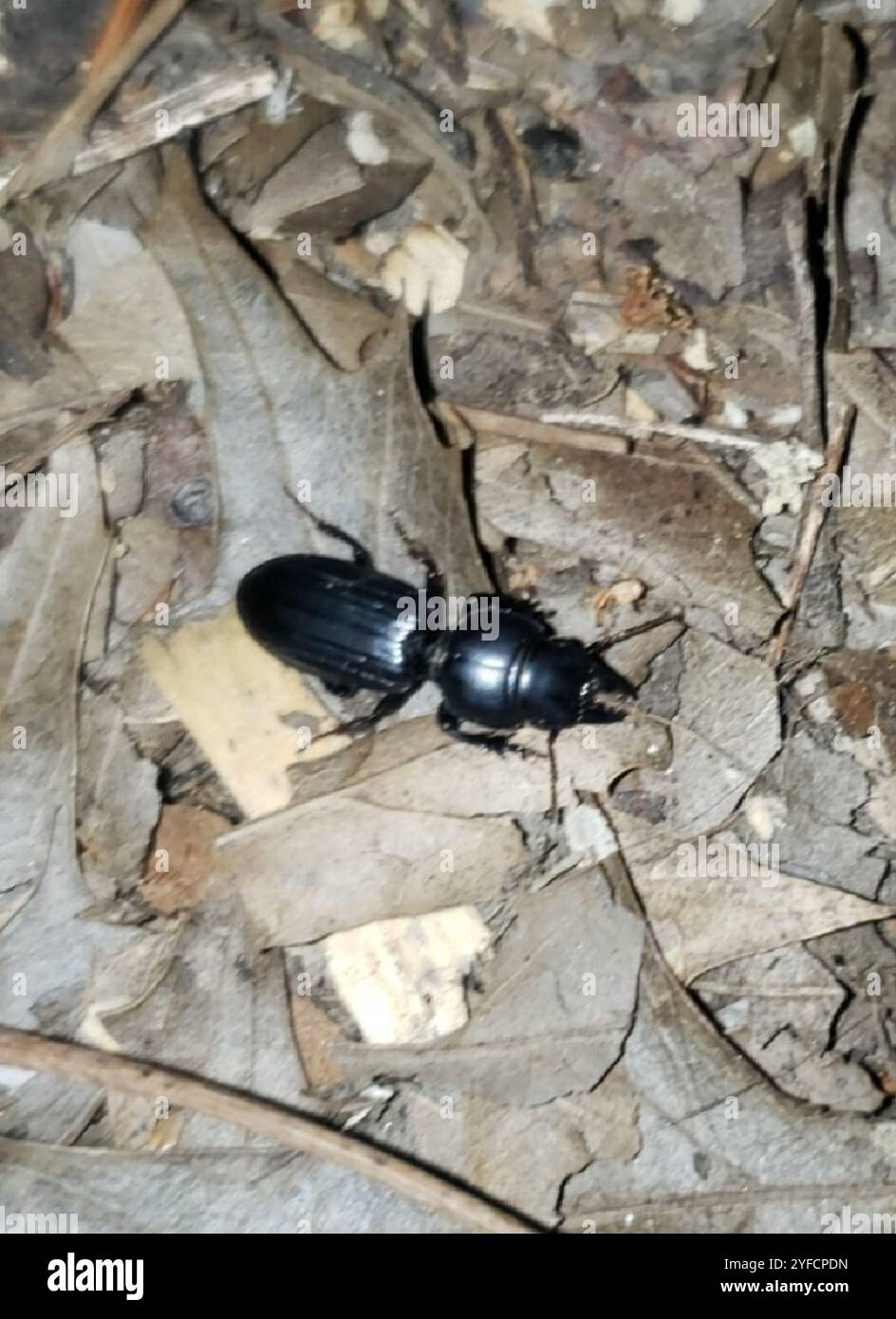 Big-headed Ground Beetle (Scarites subterraneus Stock Photo - Alamy