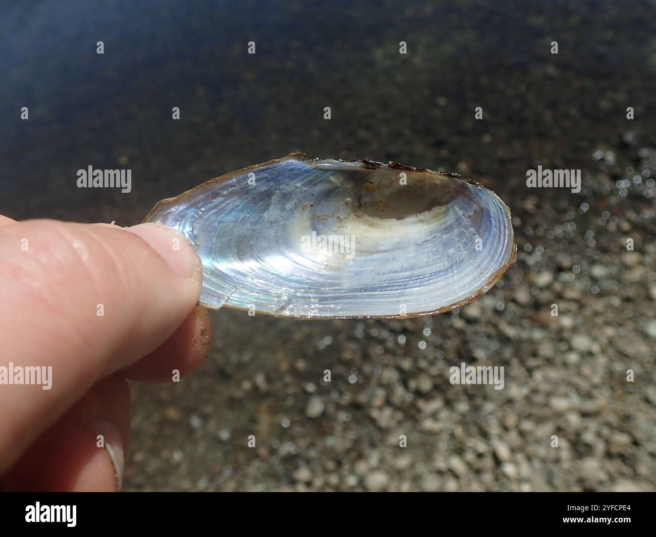 Western Floater (Anodonta kennerlyi Stock Photo - Alamy
