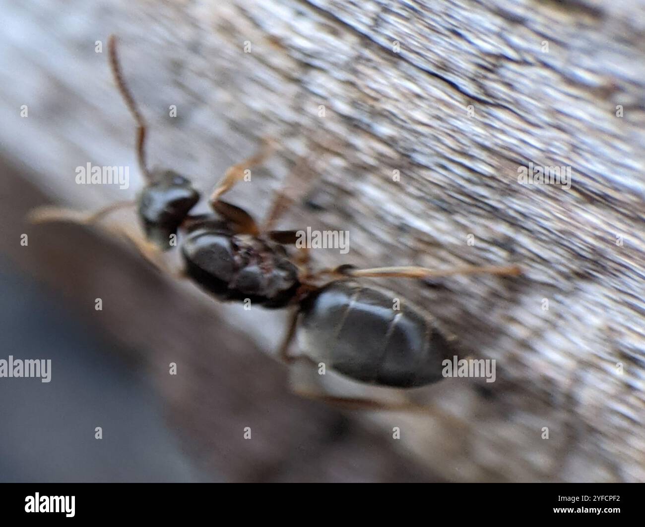 Fuzzy ant hi-res stock photography and images - Alamy