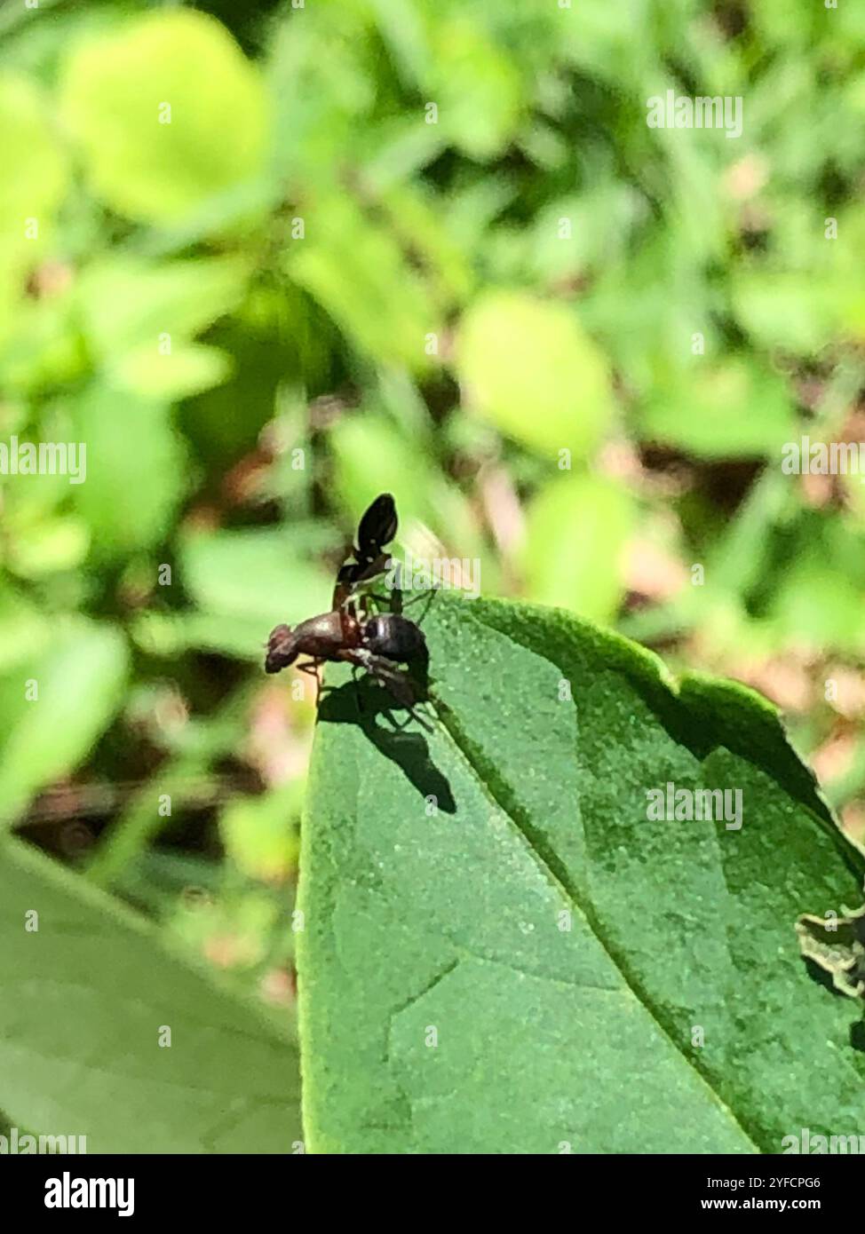 Common Picture-winged Fly (Delphinia picta Stock Photo - Alamy