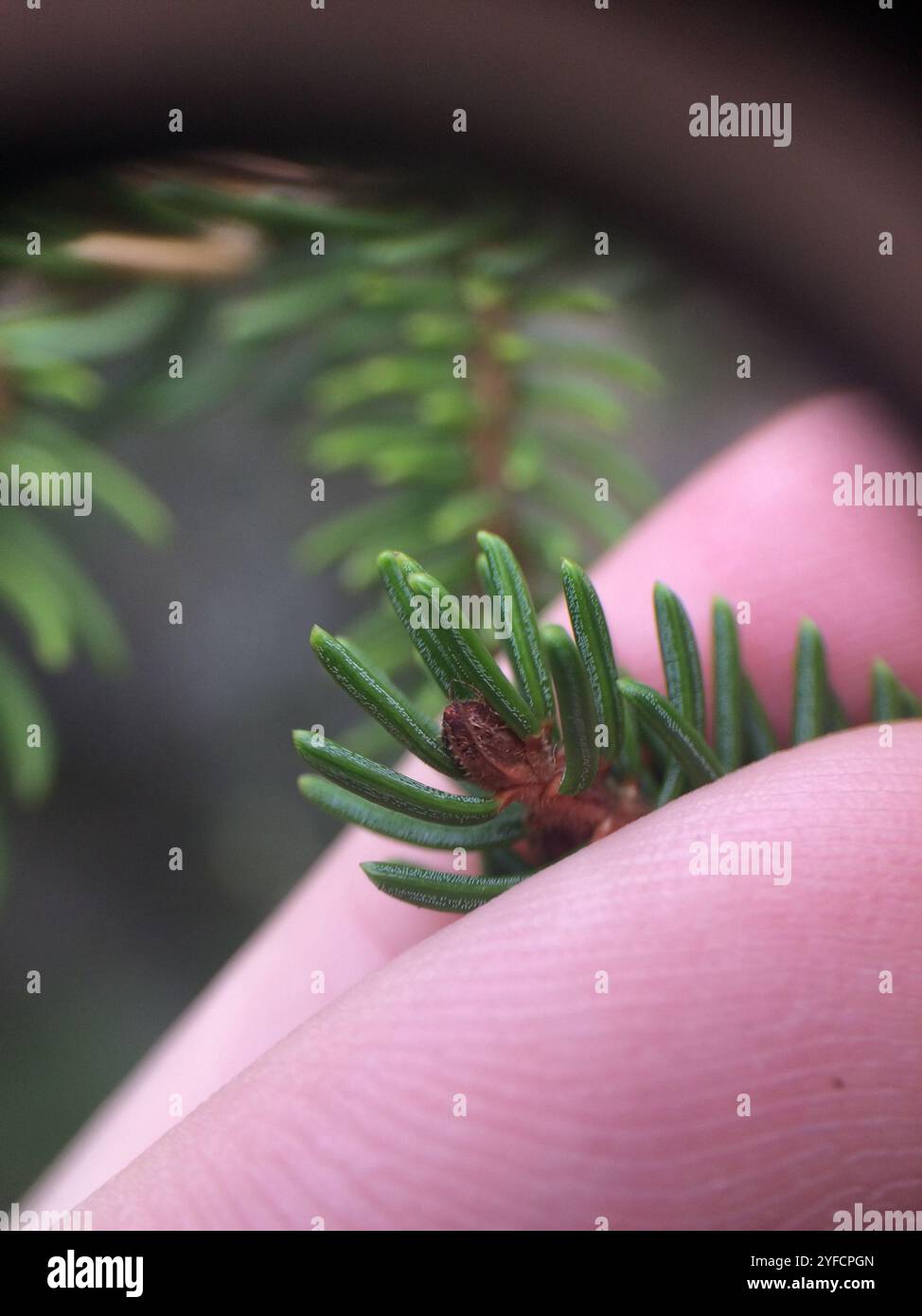 red spruce (Picea rubens Stock Photo - Alamy