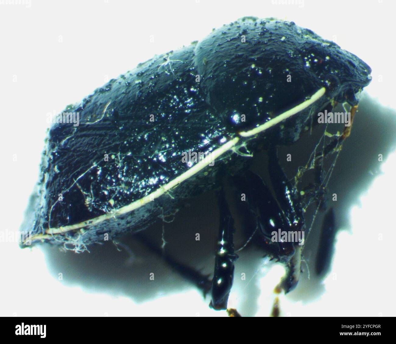 White-margined Burrower Bug (Sehirus cinctus Stock Photo - Alamy