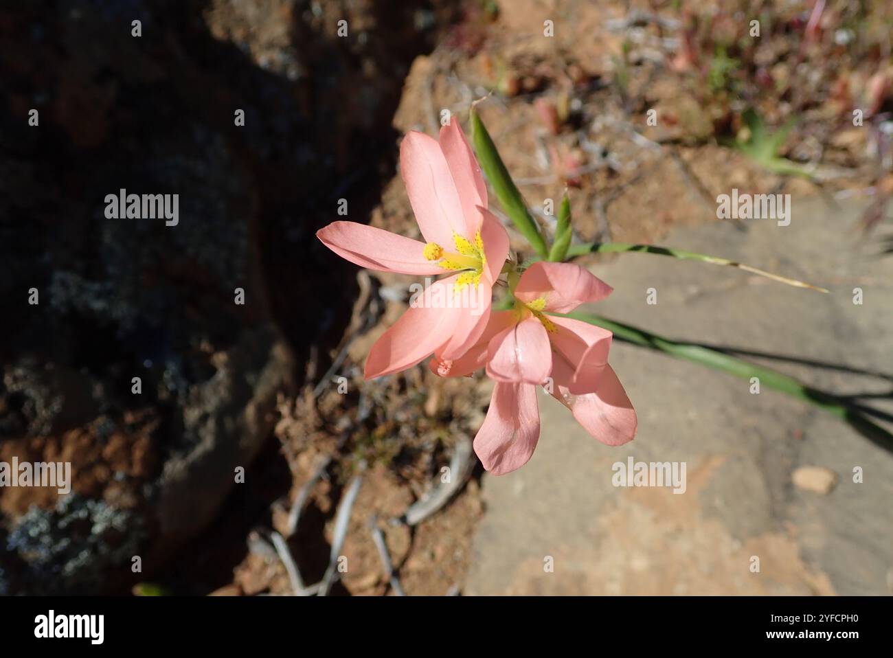 Moraea miniata hi-res stock photography and images - Alamy