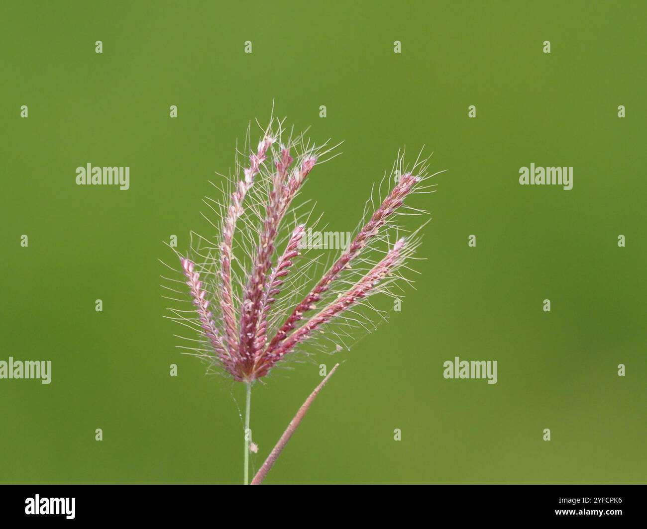 Finger Grass (Chloris barbata Stock Photo - Alamy