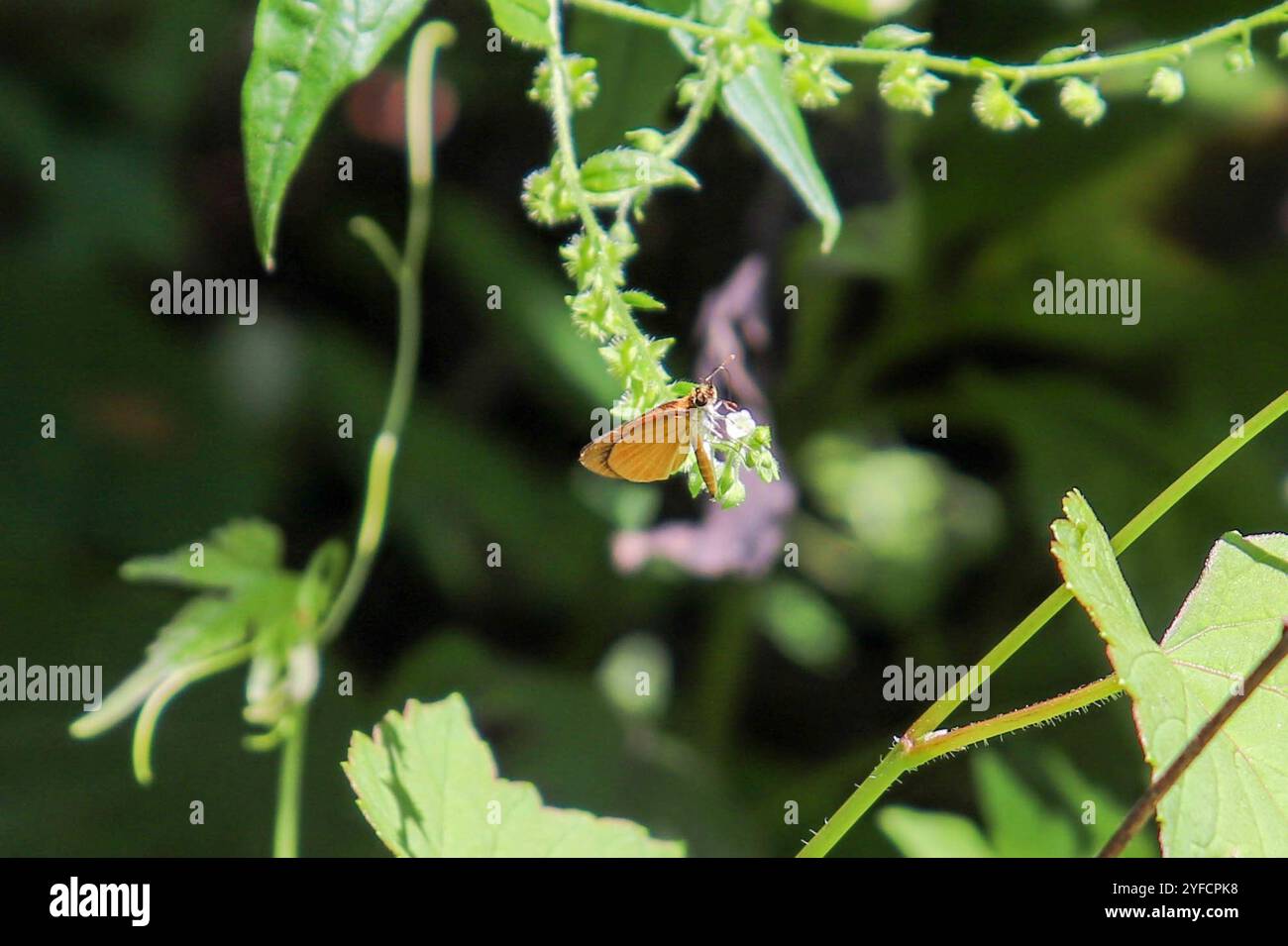 Least Skipper (Ancyloxypha numitor Stock Photo - Alamy