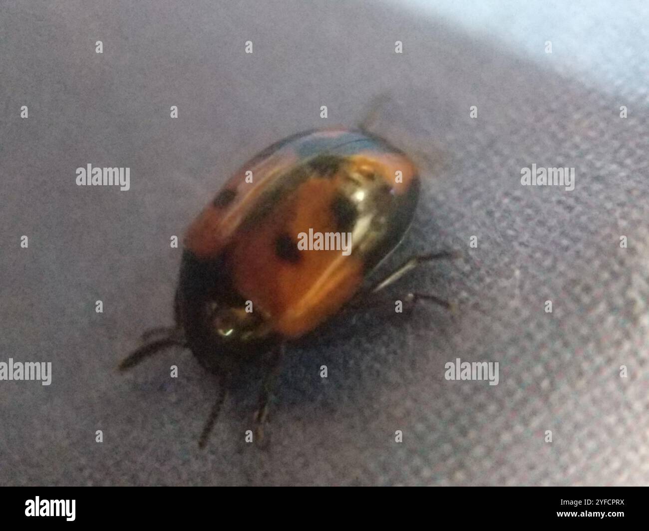 Diaperis maculata hi-res stock photography and images - Alamy