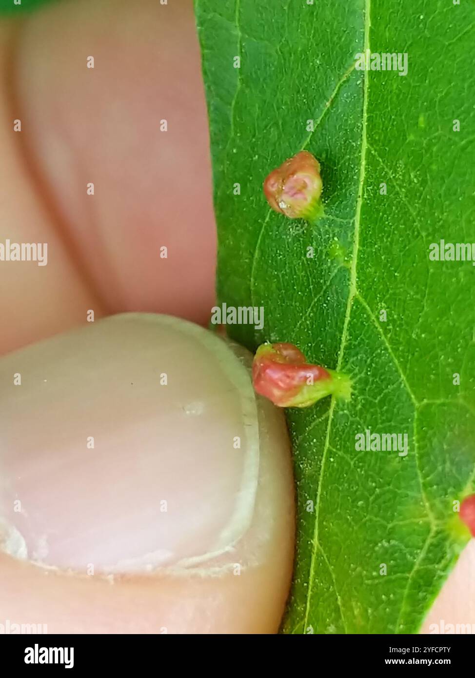 Maple Bladdergall Mite (Vasates quadripedes Stock Photo - Alamy