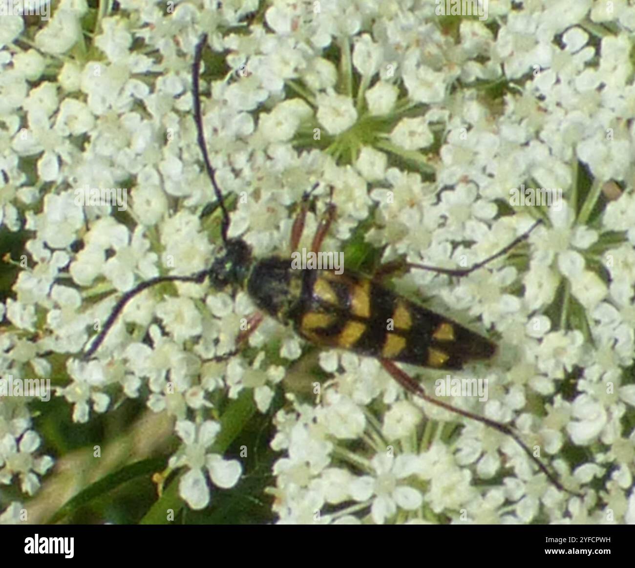 Zebra longhorn beetle hi-res stock photography and images - Alamy