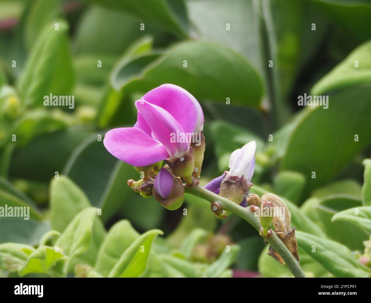 Canavalia rosea hi-res stock photography and images - Alamy
