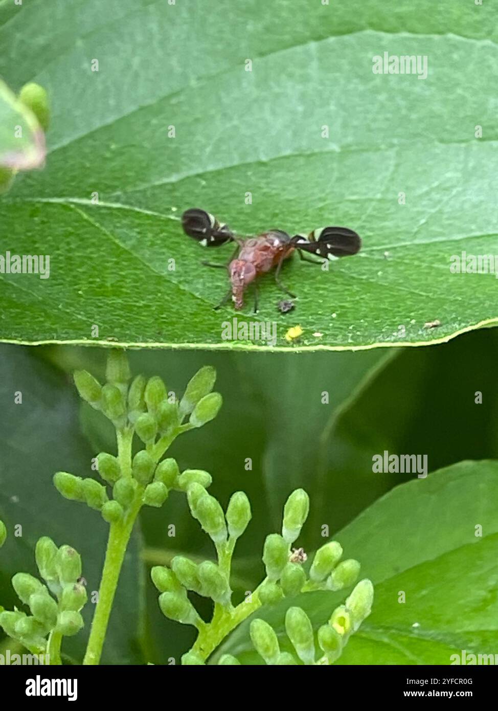 Common Picture-winged Fly (Delphinia picta Stock Photo - Alamy