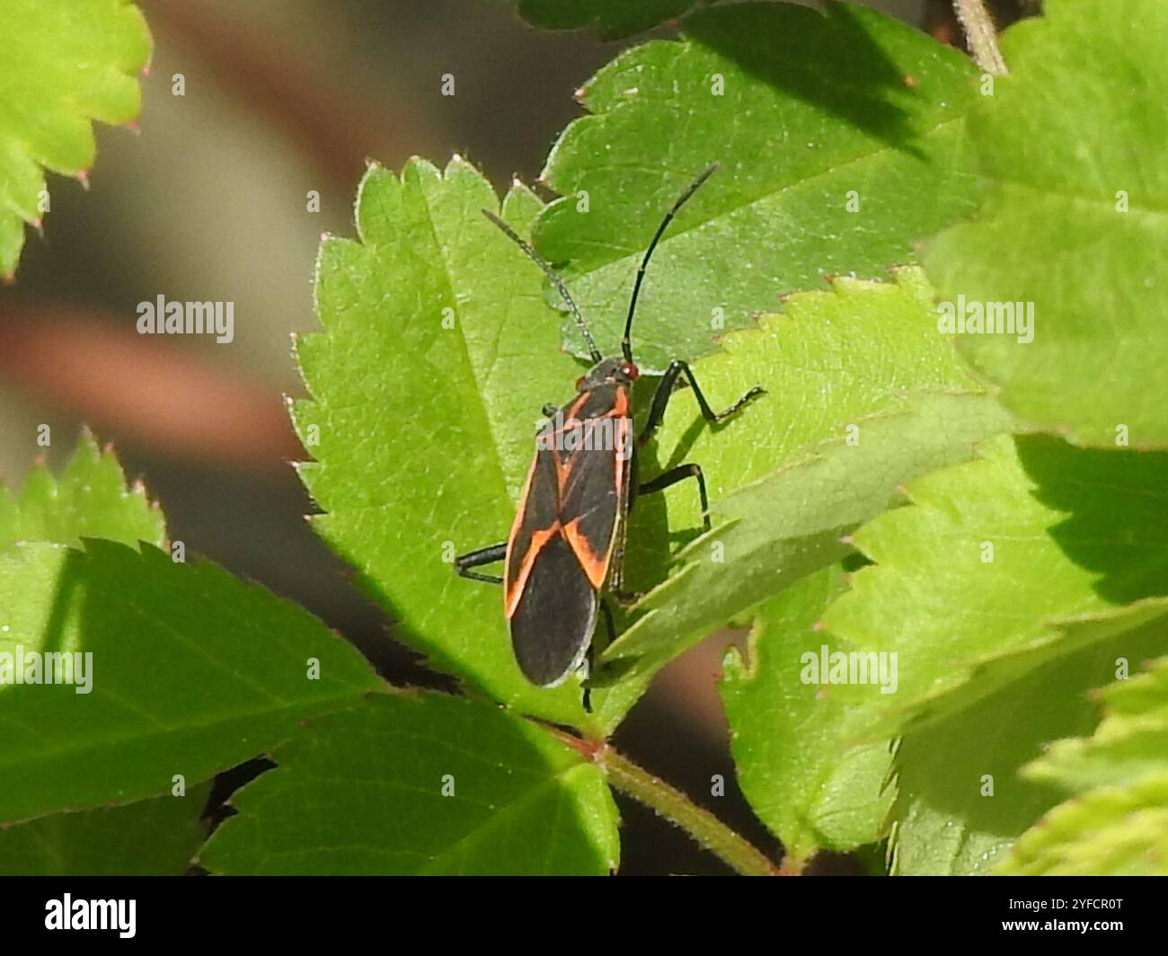 Eastern Boxelder Bug (Boisea trivittata Stock Photo - Alamy
