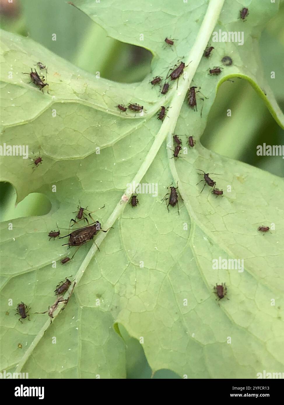 Winged and Once-winged Insects (Pterygota Stock Photo - Alamy