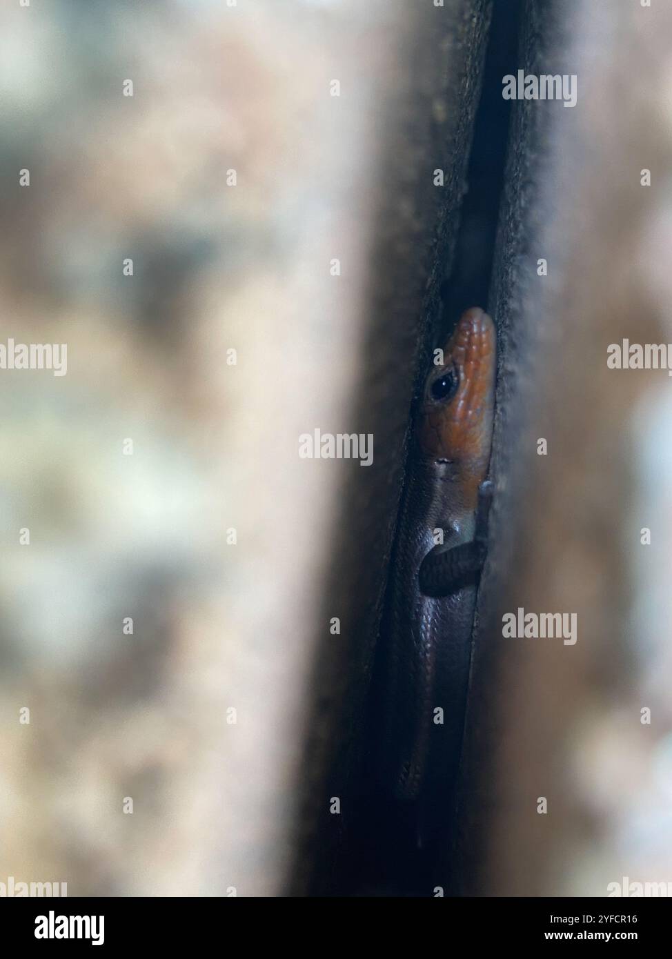 Common Five-lined Skink (Plestiodon fasciatus Stock Photo - Alamy