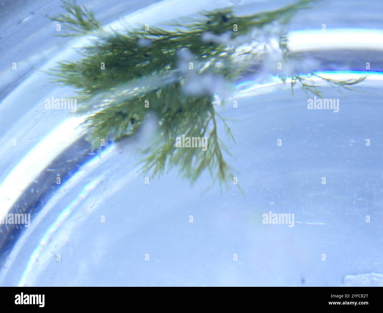 Green Tarantula Weed (Acrosiphonia arcta Stock Photo - Alamy