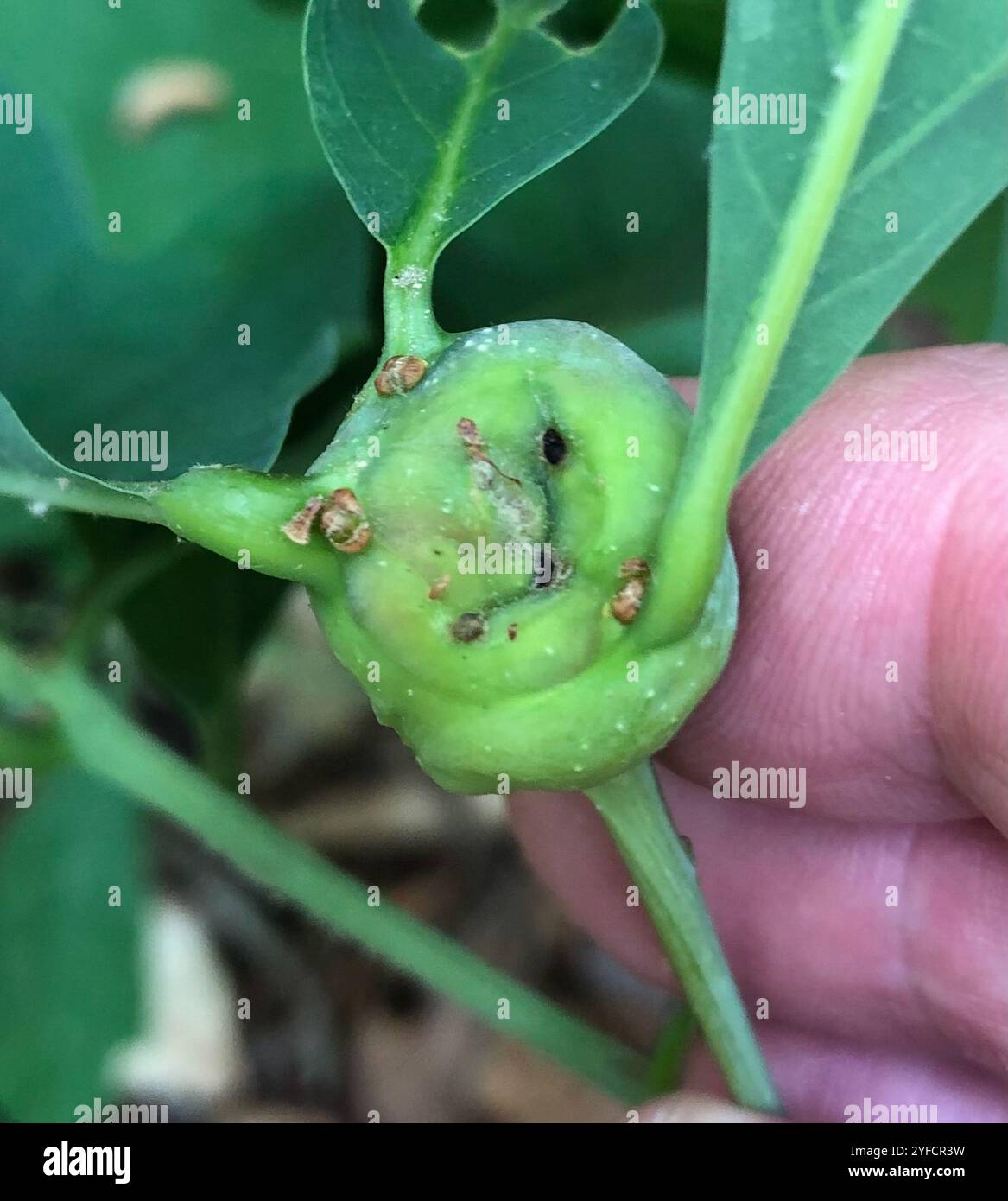 white oak club gall wasp (Callirhytis clavula Stock Photo - Alamy