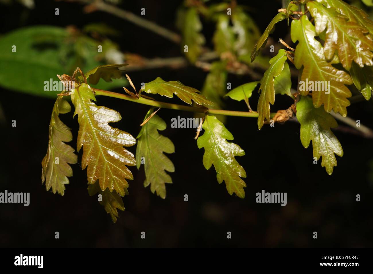 Turkey Oak (Quercus cerris Stock Photo - Alamy